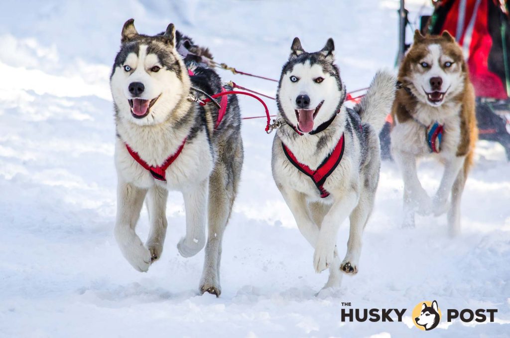 23 amazing Siberian Husky photos! - The Husky Post