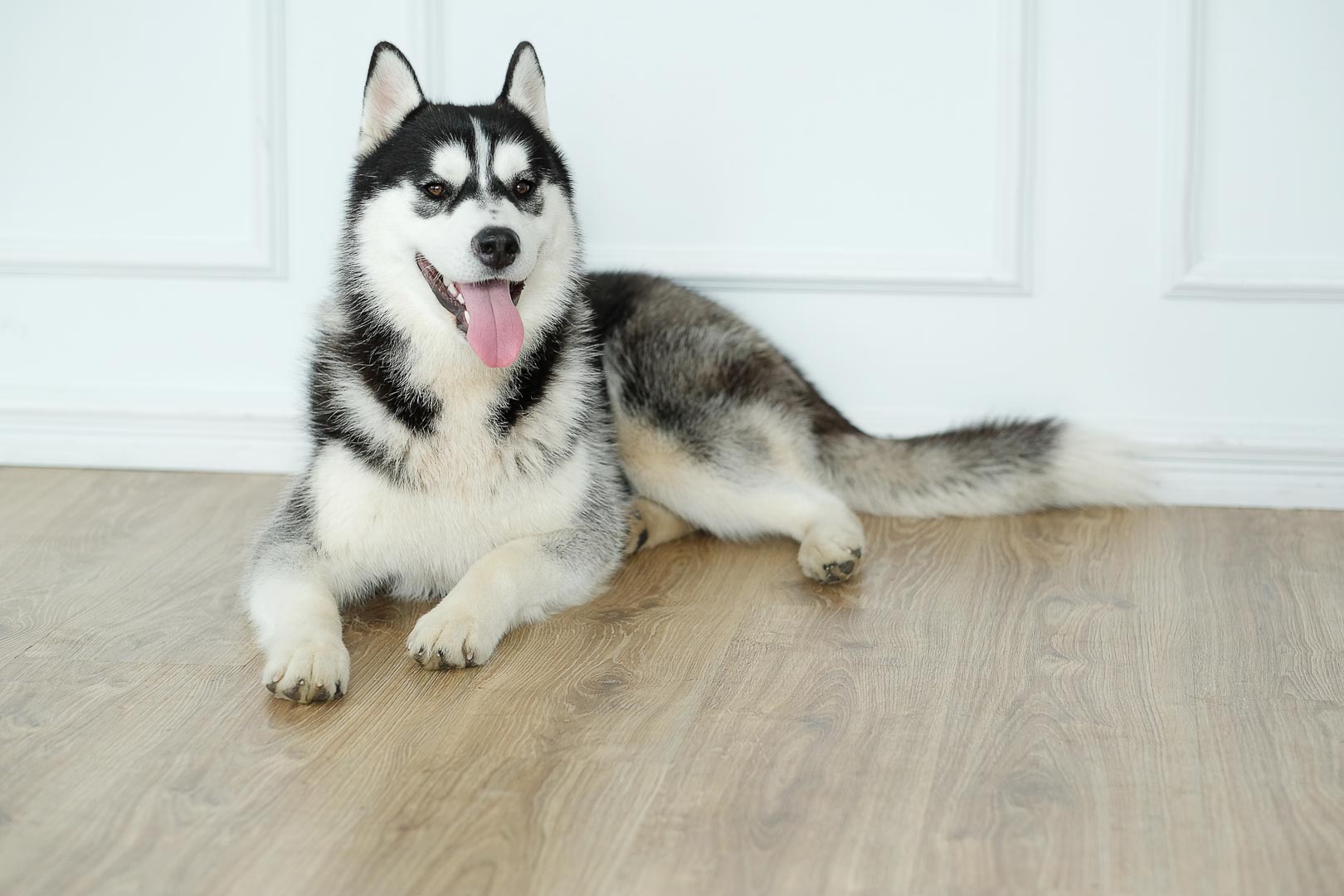 Life with Husky - The Husky Post
