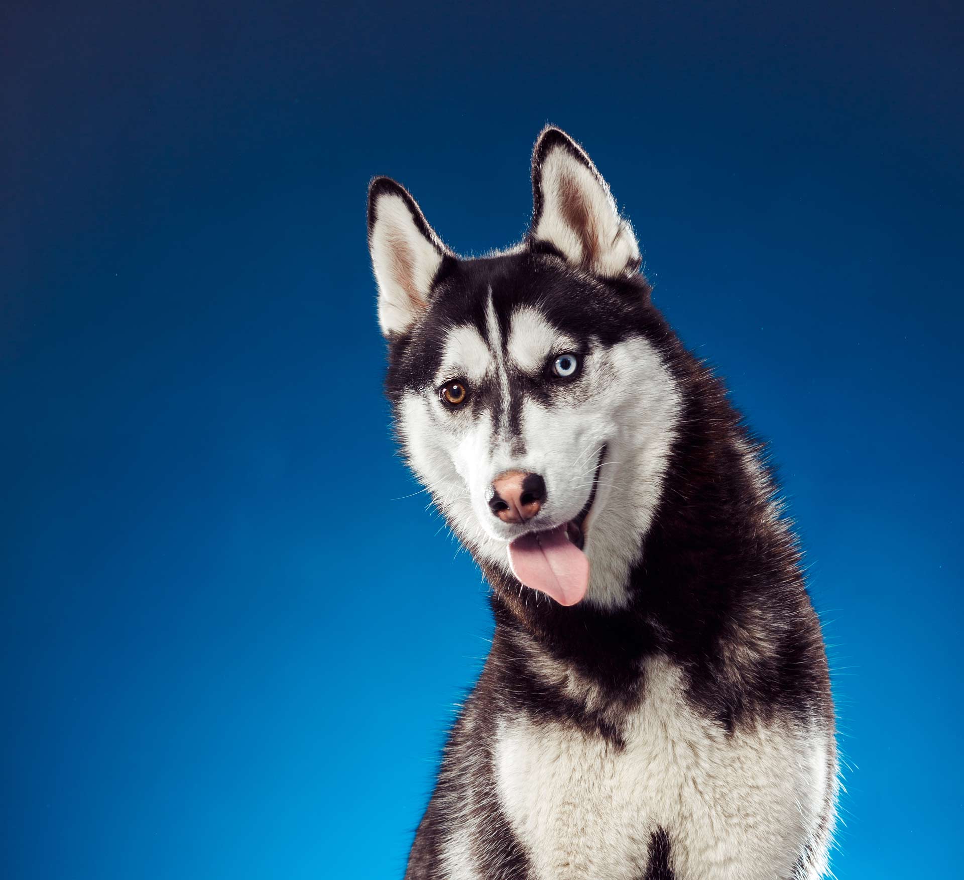 The owner suddenly stopped petting the husky and this was his reaction ...